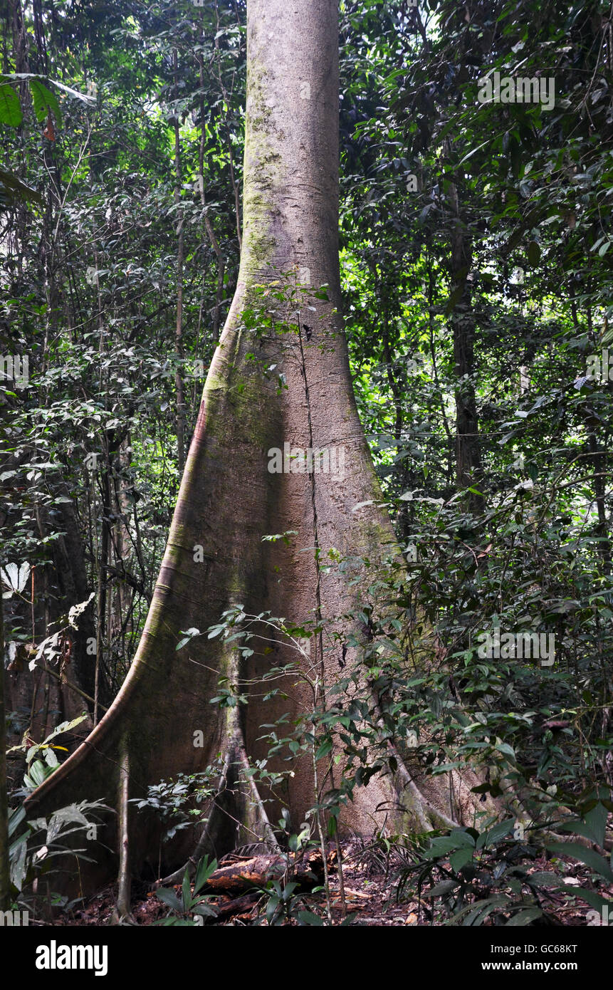 Rainforest tree taman national park hi-res stock photography and images ...