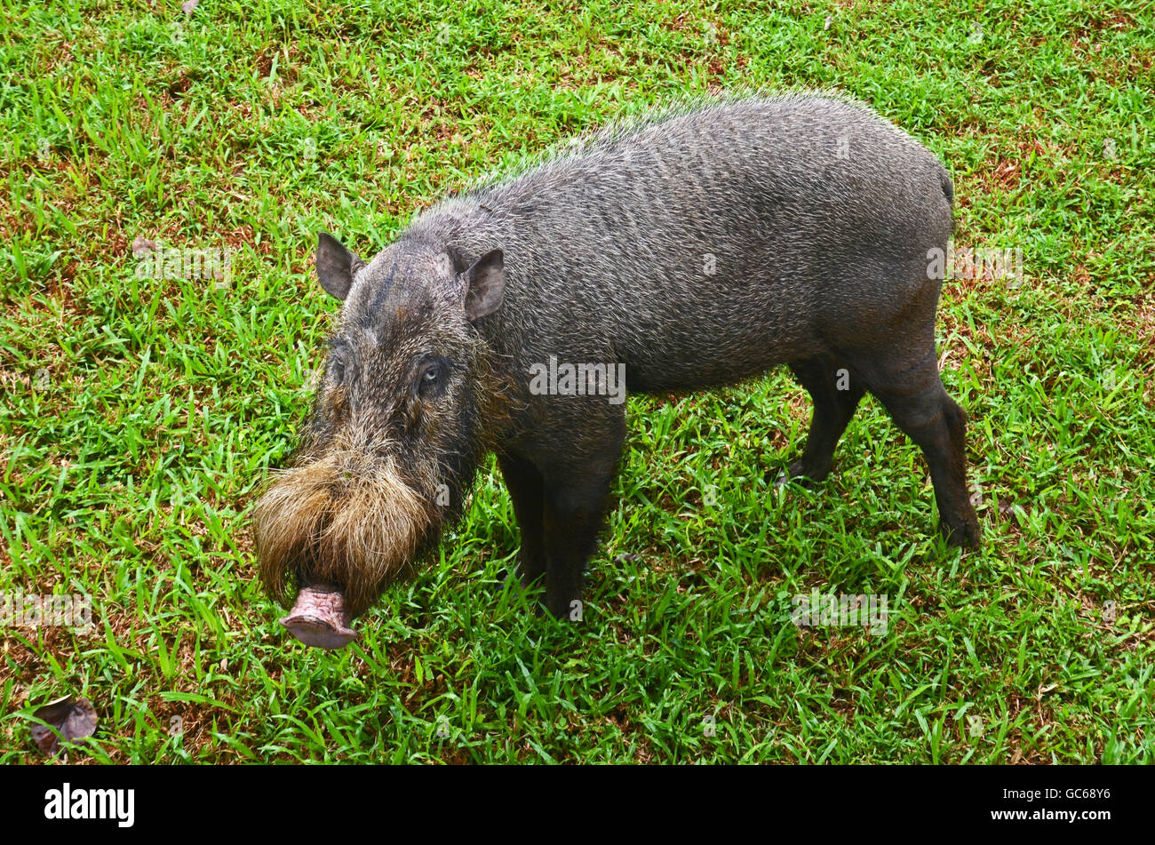 Bornean bearded pig (Sus barbatus), Bako National Park, Sarawak, Borneo ...