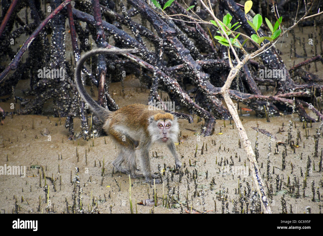An angry Long-tailed Macaque (Macaca fascicularis) in mangroves, Bako ...
