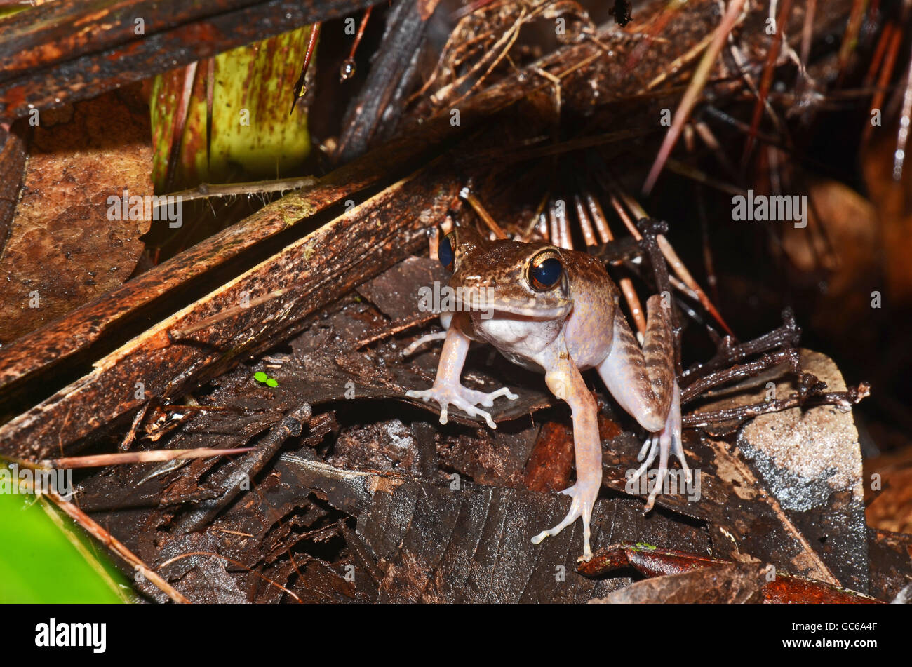 Frog, Bako National Park, Malaysia Stock Photo - Alamy