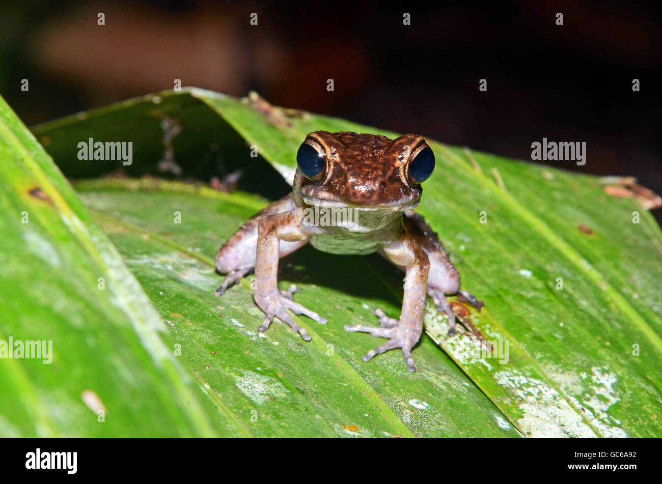 Tree frog, Bako National Park, Malaysia Stock Photo - Alamy