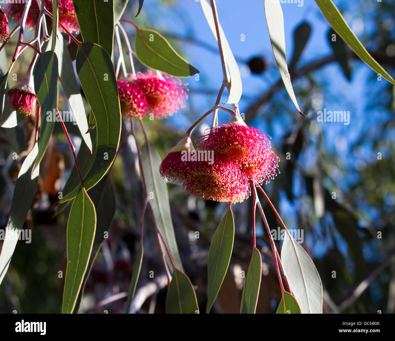 Stunning Eucalyptus Caesia, silver princess or gungurru, is a ...