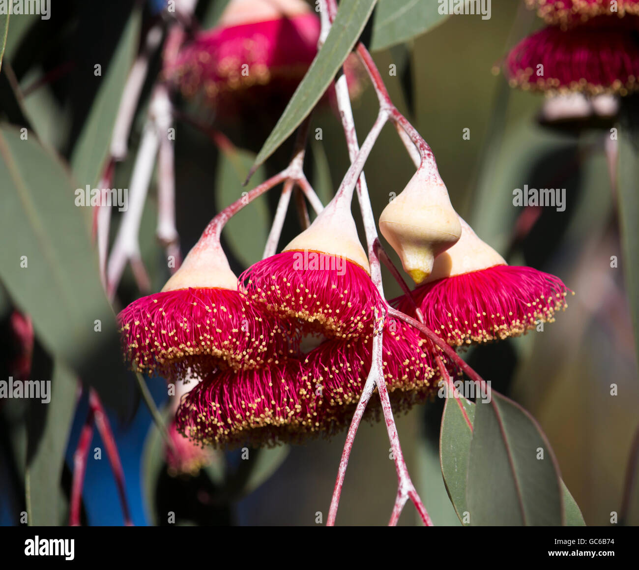 Stunning Eucalyptus Caesia, silver princess or gungurru, is a ...