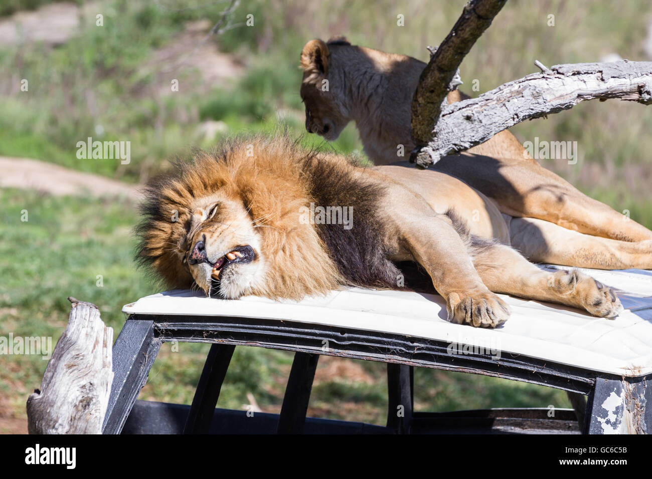 Adult male lion laying on top of a car getting annoyed by a cub Stock ...