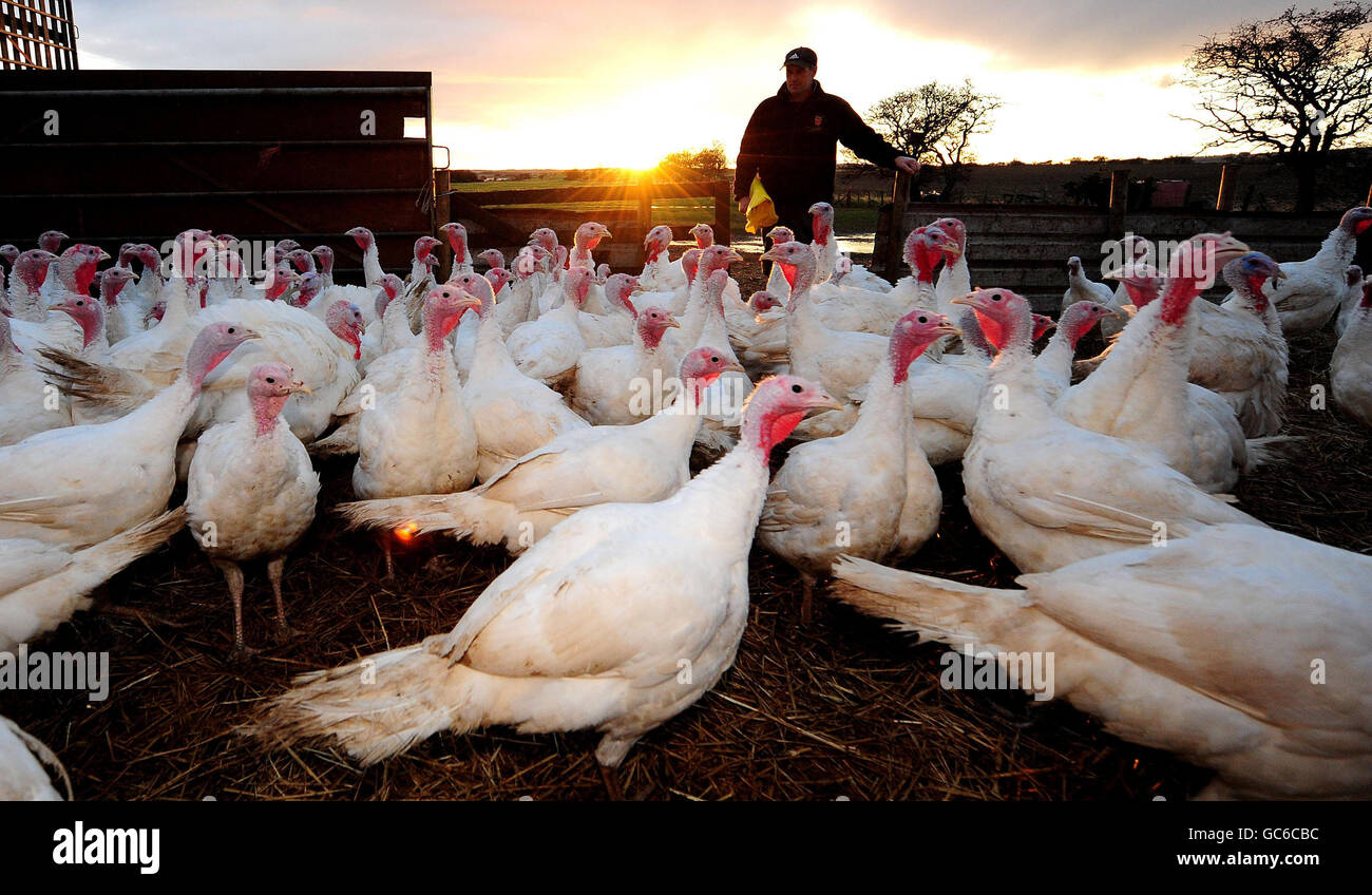 News consumer turkeys hi-res stock photography and images - Alamy