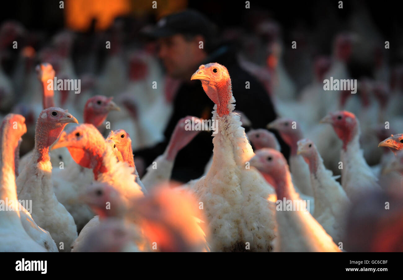 Christmas over fed hi-res stock photography and images - Alamy