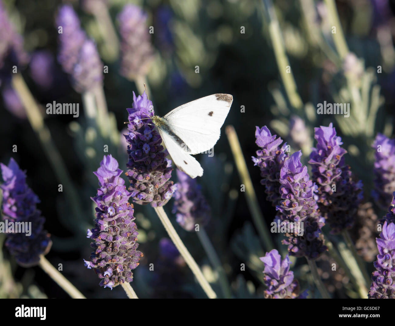 A pretty white cabbage moth (Pieris rapae) gathers pollen from fragrant ...