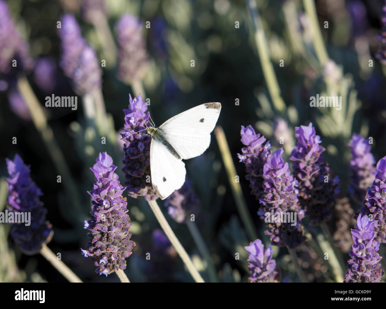 A pretty white cabbage moth (Pieris rapae) gathers pollen from fragrant ...