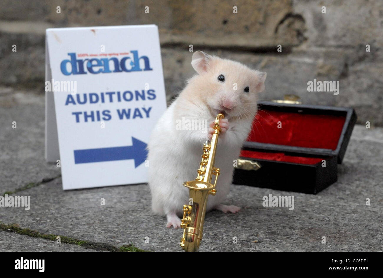 Jazz animals hi-res stock photography and images - Alamy