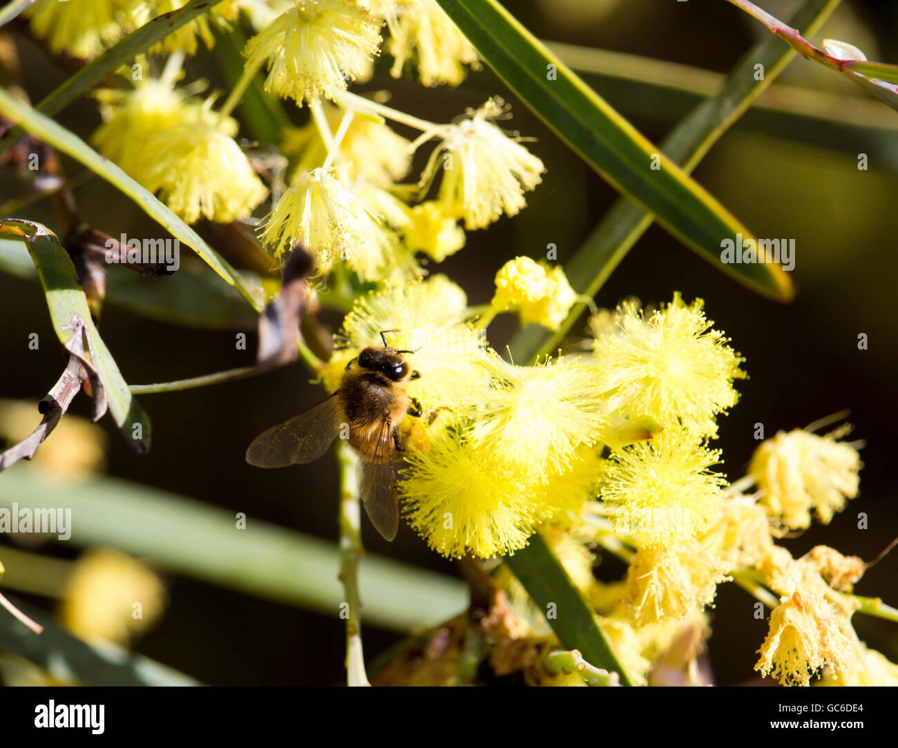 Honey bee gathering pollen from beautiful fluffy fragrant West ...
