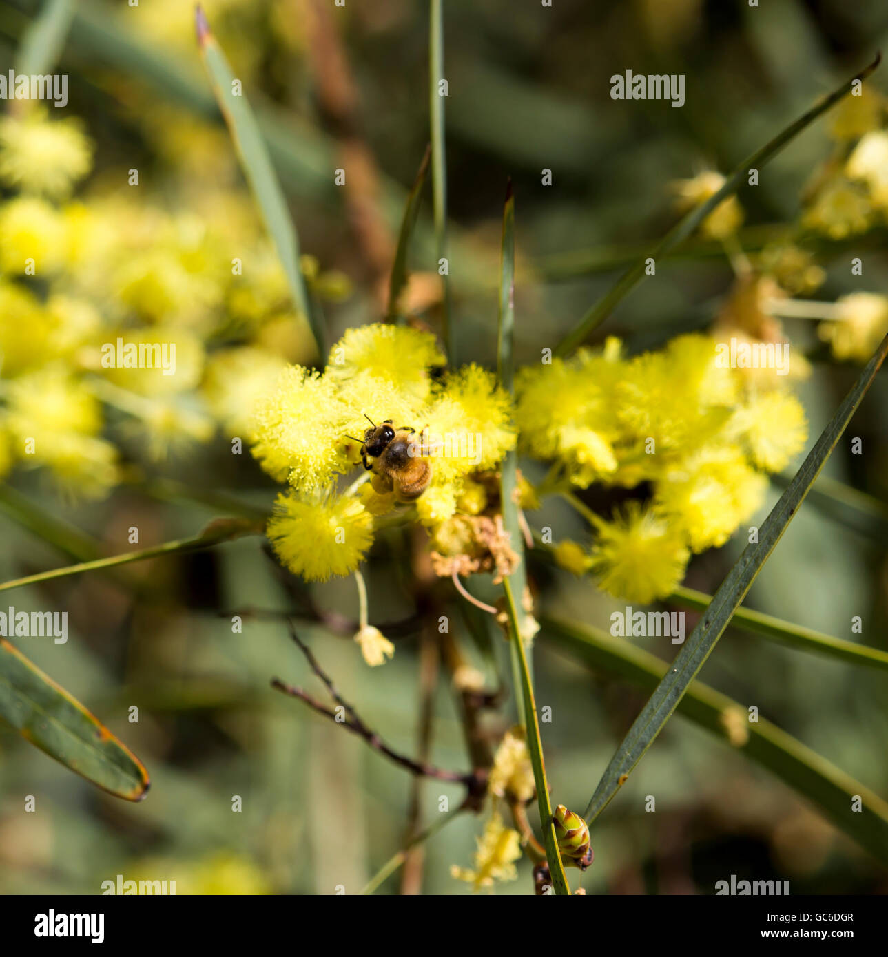 Western Australian Golden Wattle High Resolution Stock Photography and ...