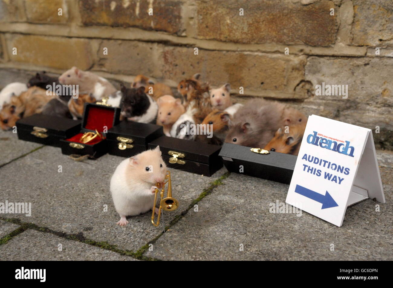 Hamster Jazz Band Stock Photo - Alamy