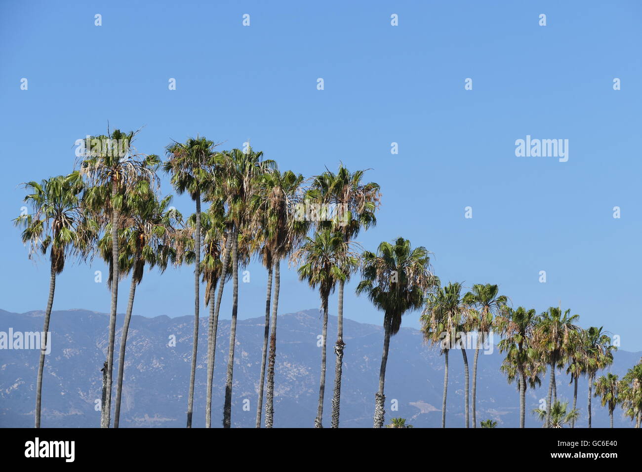 The beautiful palm tree and mountain at Santa Barbara Stock Photo - Alamy
