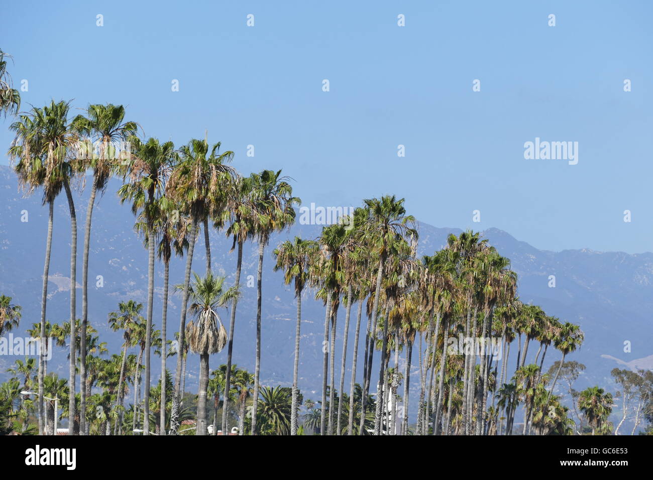 The beautiful palm tree and mountain at Santa Barbara Stock Photo - Alamy