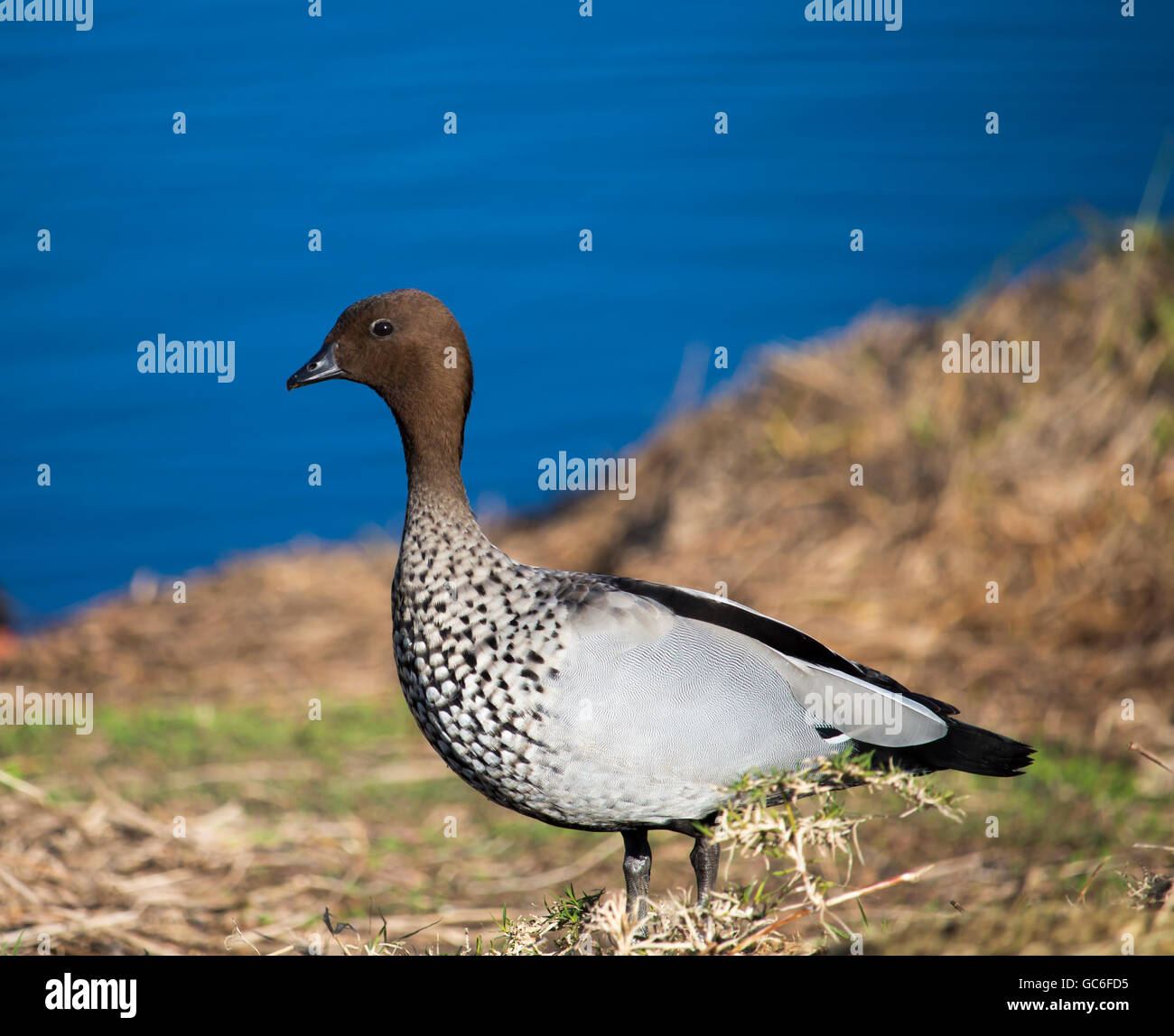 Adolescent duck hi-res stock photography and images - Alamy