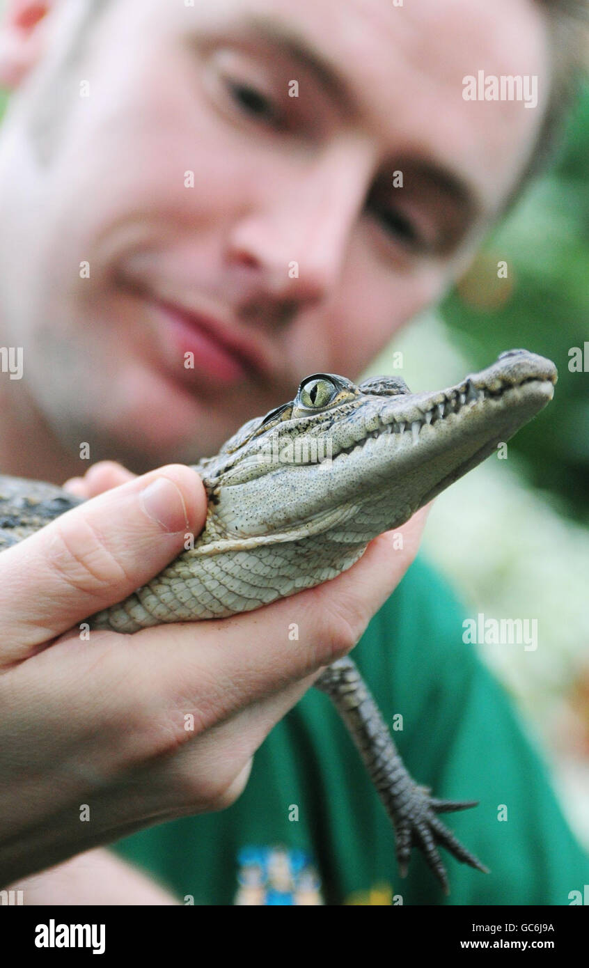 Morelet Crocodiles at Tropical World - Leeds Stock Photo - Alamy