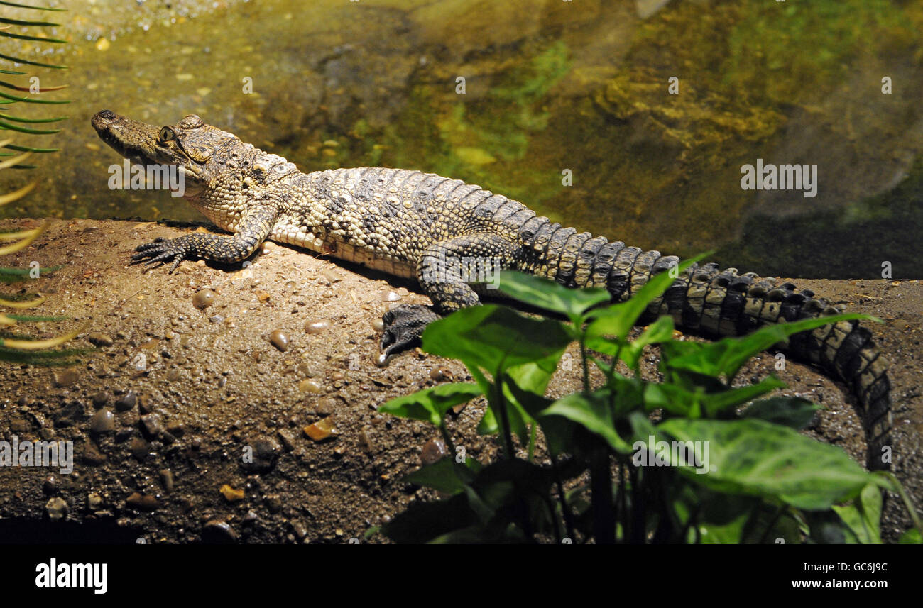 Morelet Crocodiles at Tropical World, Leeds Stock Photo - Alamy