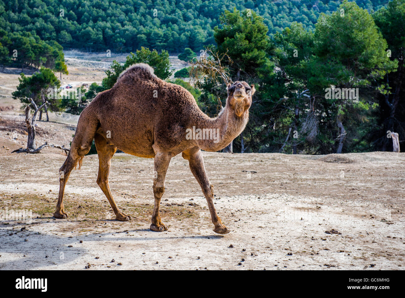 One hump camel standing hi-res stock photography and images - Alamy