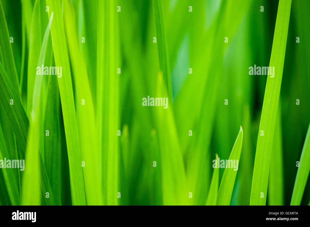 Blade of grasses hi-res stock photography and images - Alamy