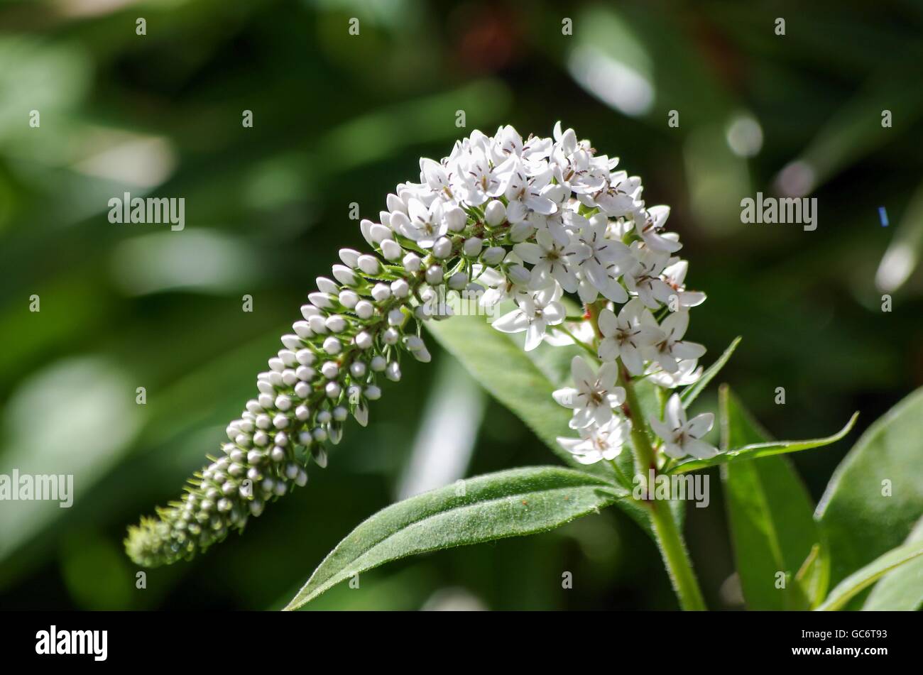 White Spike Flower on Cortes Island, British Columbia, Canada Stock ...