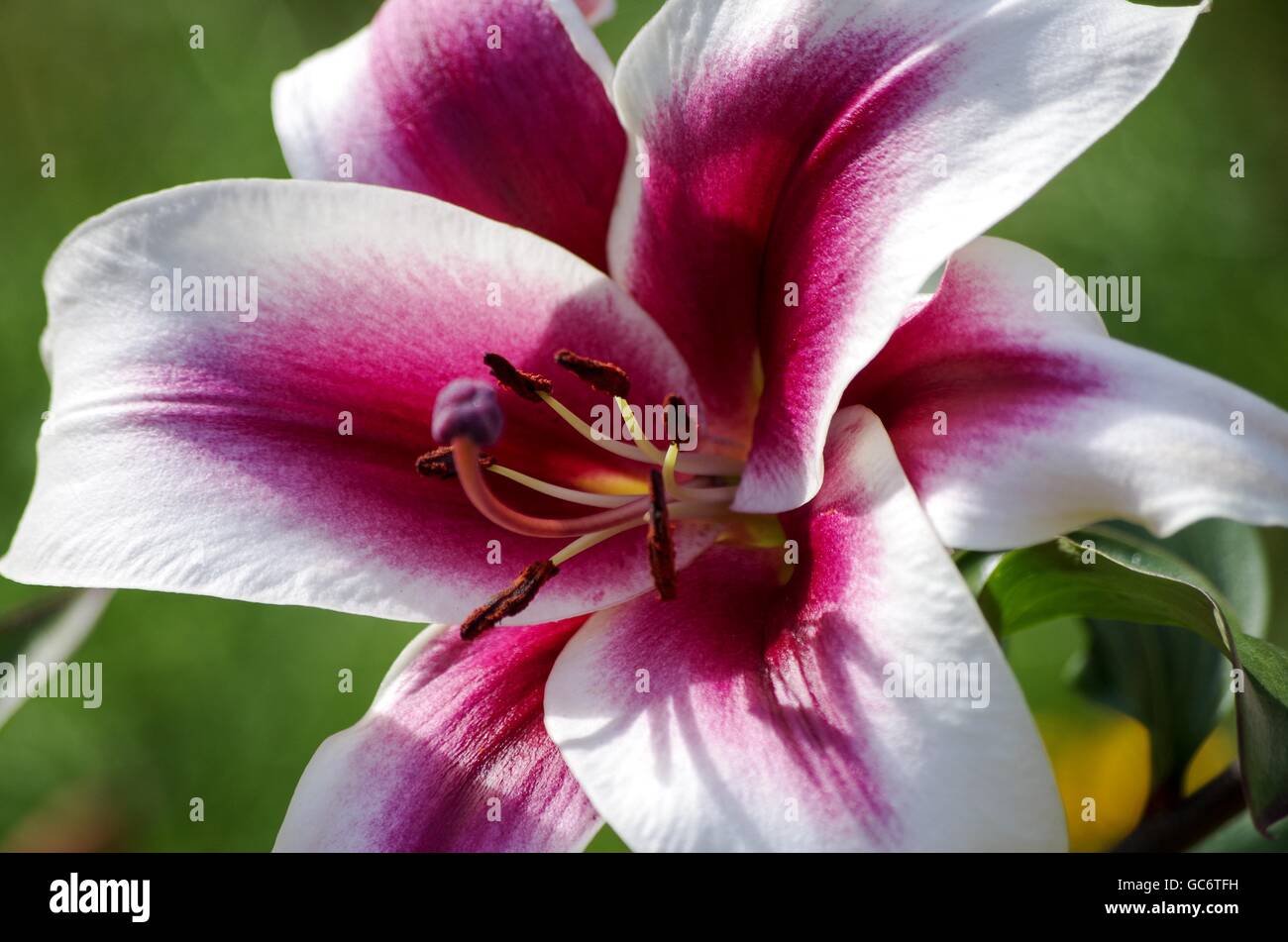 White lilies island hi-res stock photography and images - Alamy