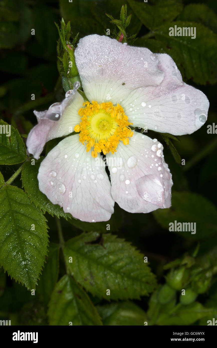 The rose a symbol of england hi-res stock photography and images - Alamy