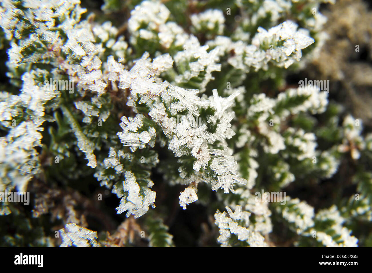 Temperature dropped below freezing hi-res stock photography and images ...