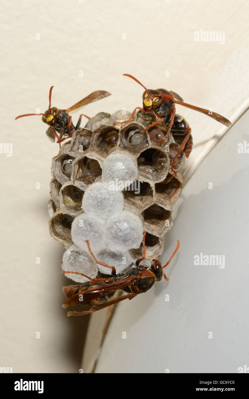 wasps at work on nest Stock Photo - Alamy