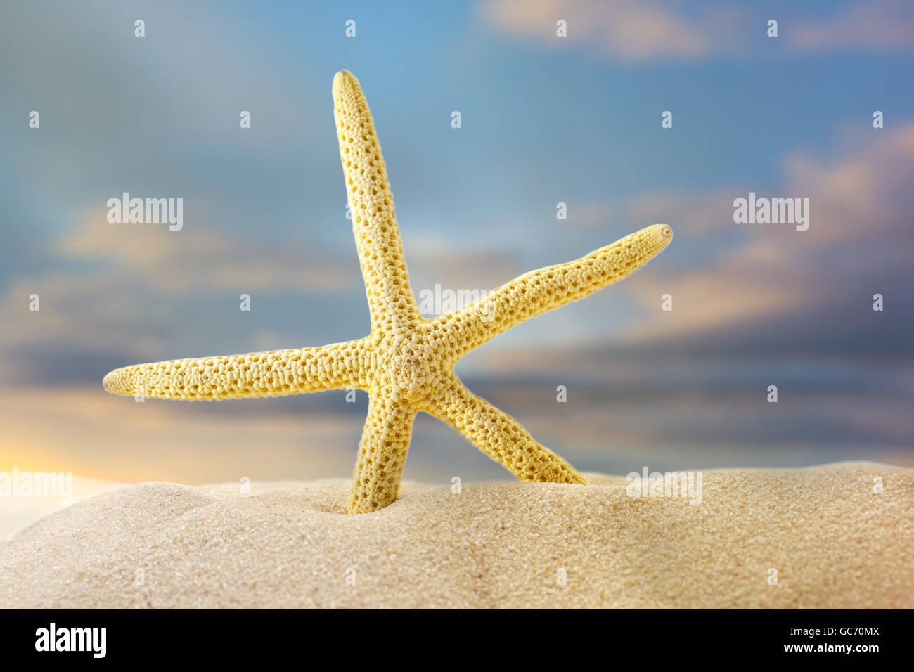 Sea star in sand on sunset background Stock Photo - Alamy