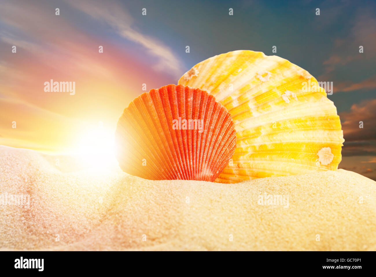 Sea shells in sand on sunset background Stock Photo - Alamy