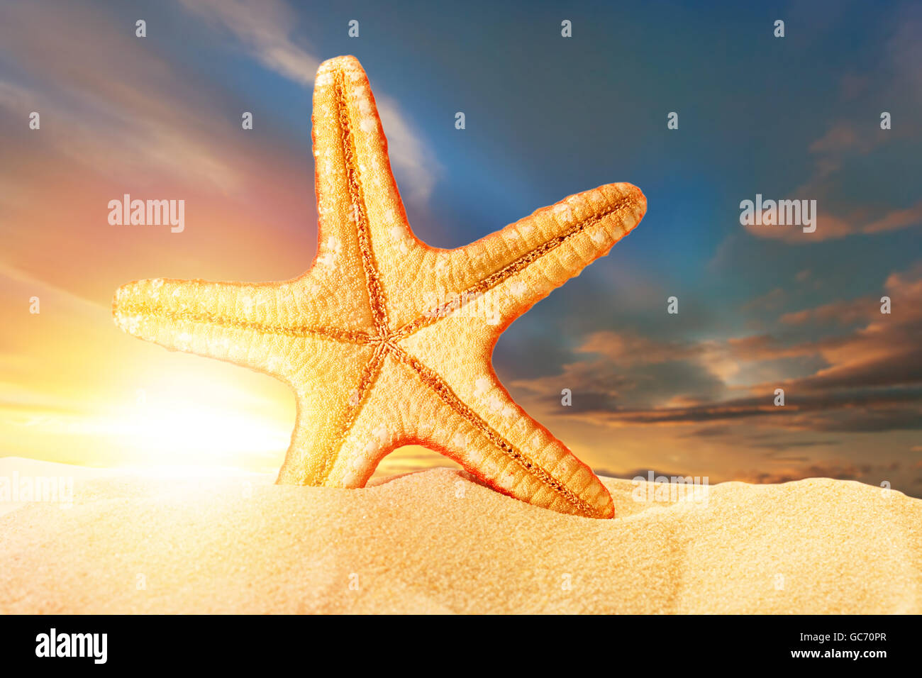 Sea star in sand on sunset background Stock Photo - Alamy