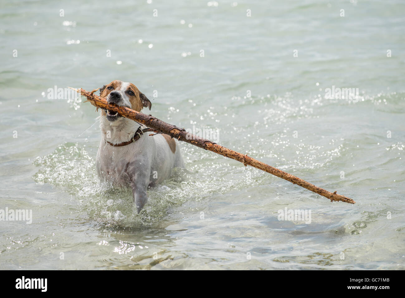 Danish-Swedish Farmdog playing fetch Stock Photo - Alamy
