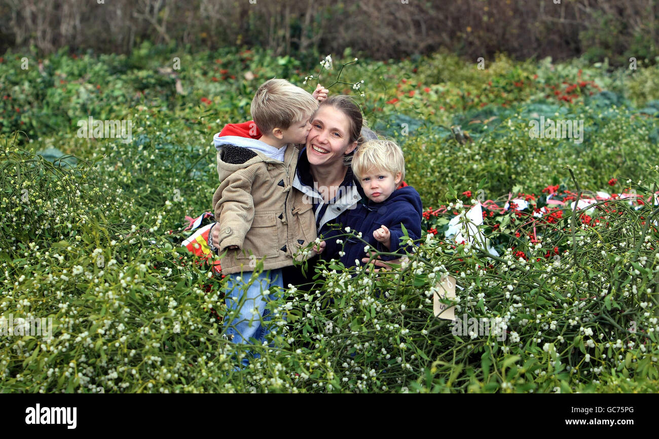 Misteltoe and Holly auction Stock Photo - Alamy