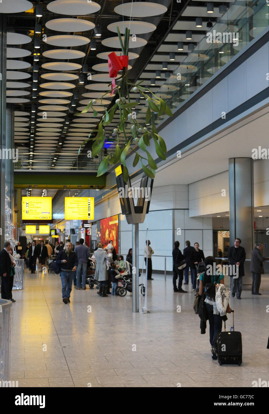 Giant mistletoe hi-res stock photography and images - Alamy