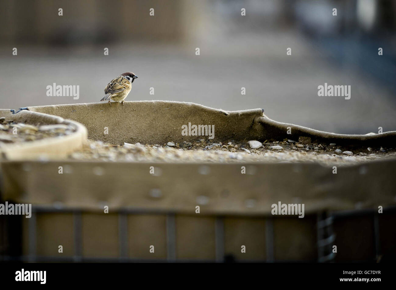 A tree sparrow, which is different from sparrows in the UK as it has a ...
