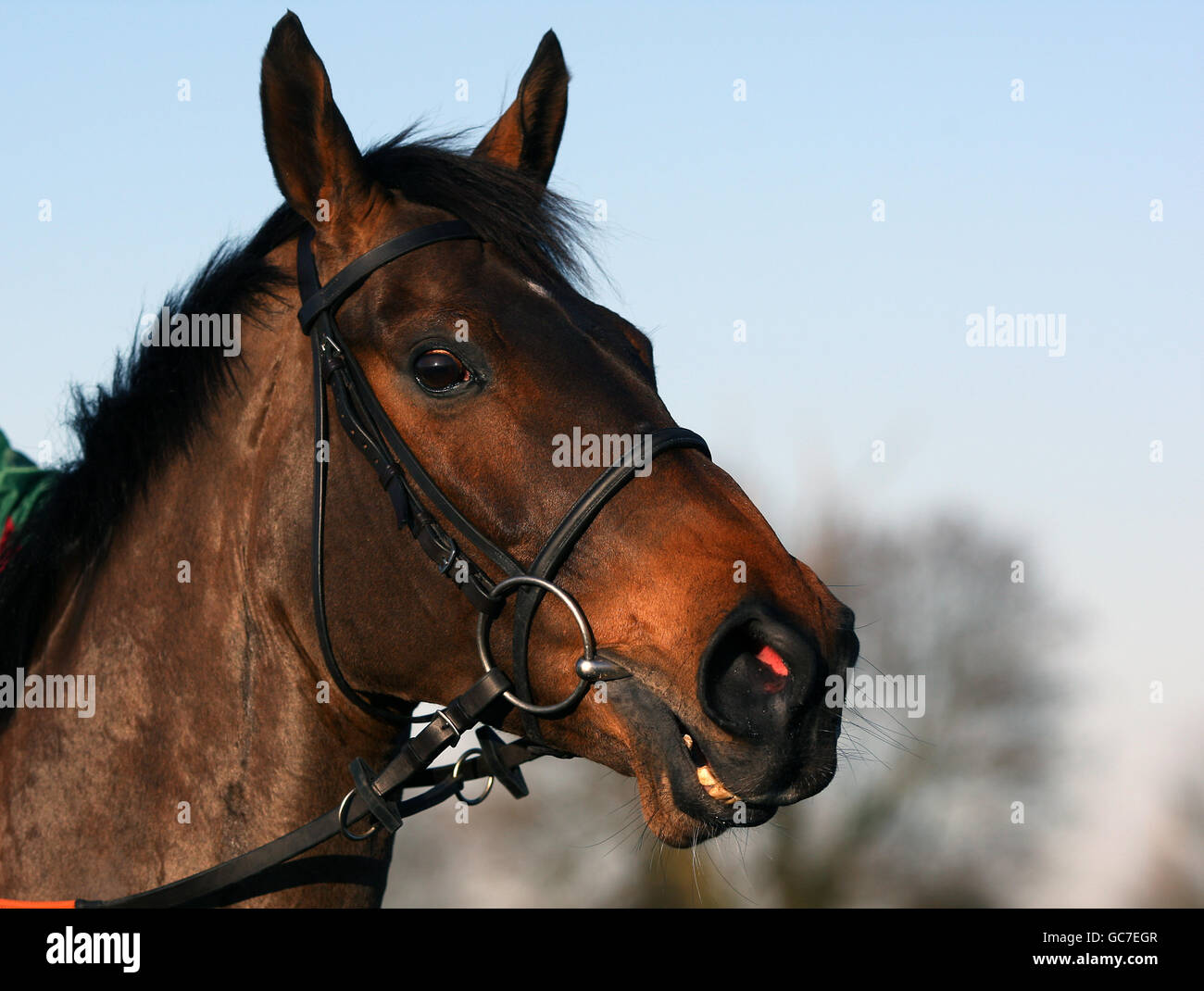 Racing Demon prior to the totesport.com Peterborough Chase Stock Photo ...