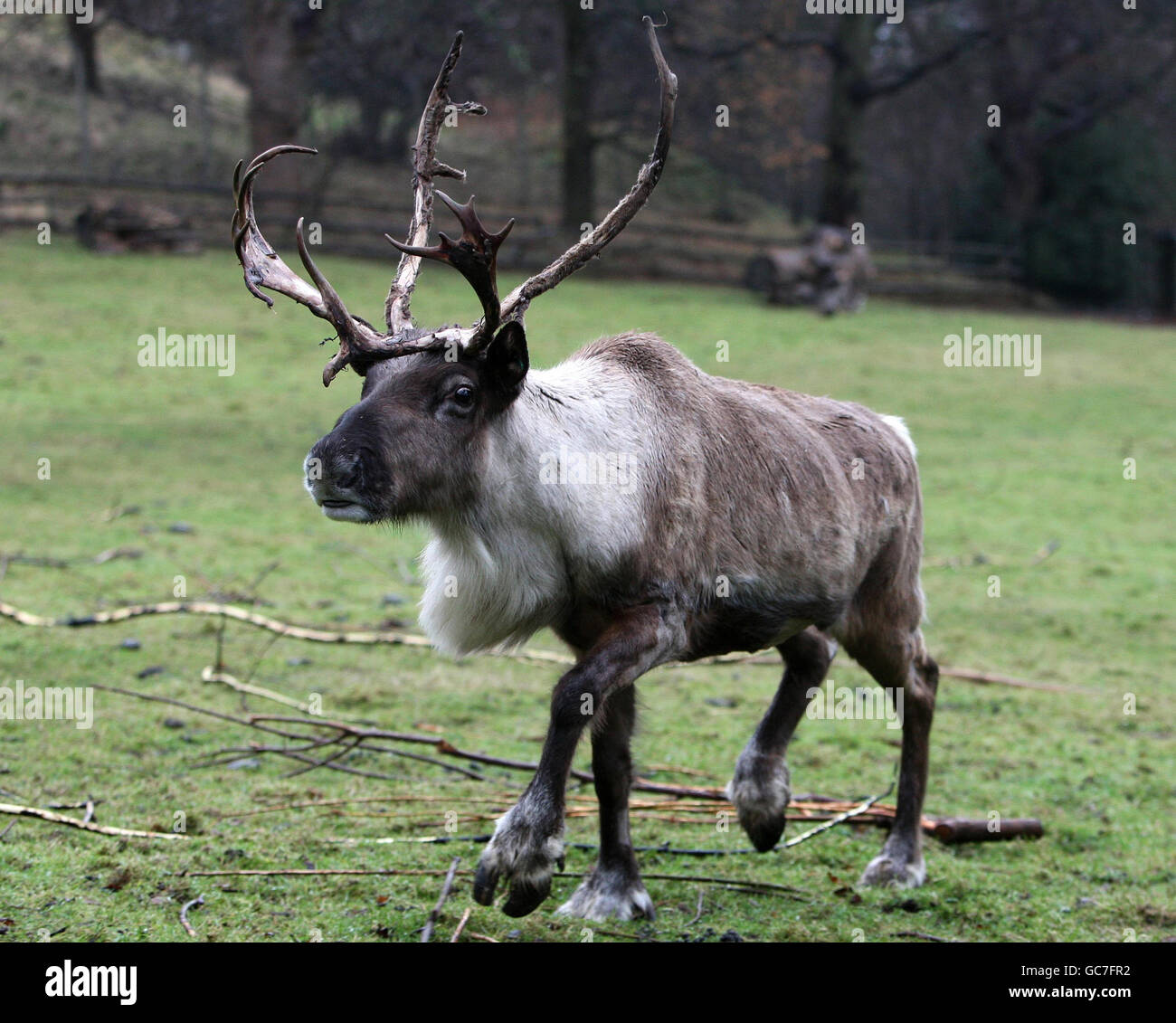An Eskimo reindeer who has become the first reindeer to receive keyhole ...