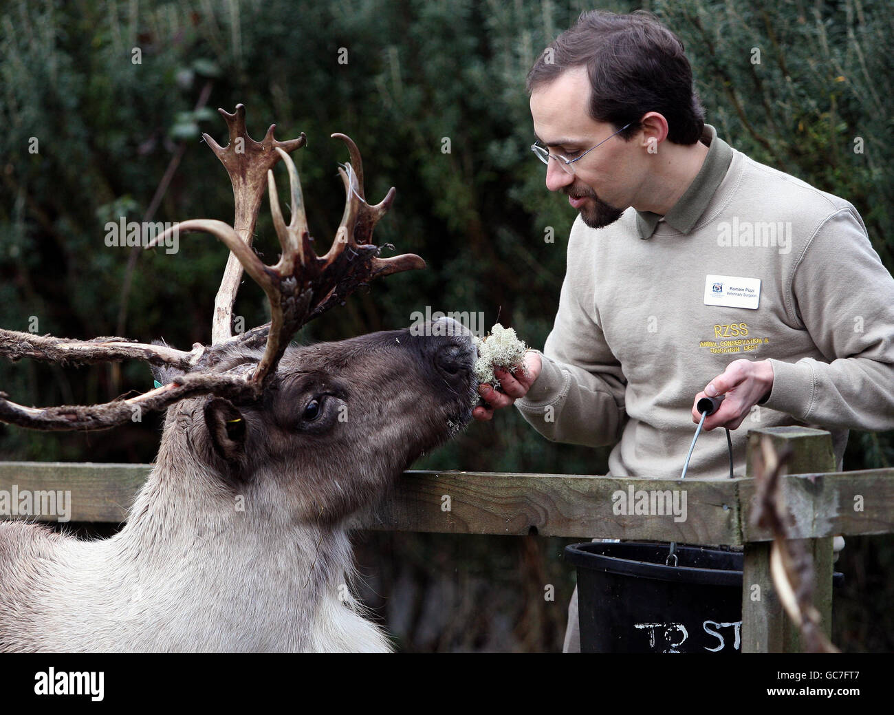 Eskimo the reindeer, who has become the first reindeer to receive ...