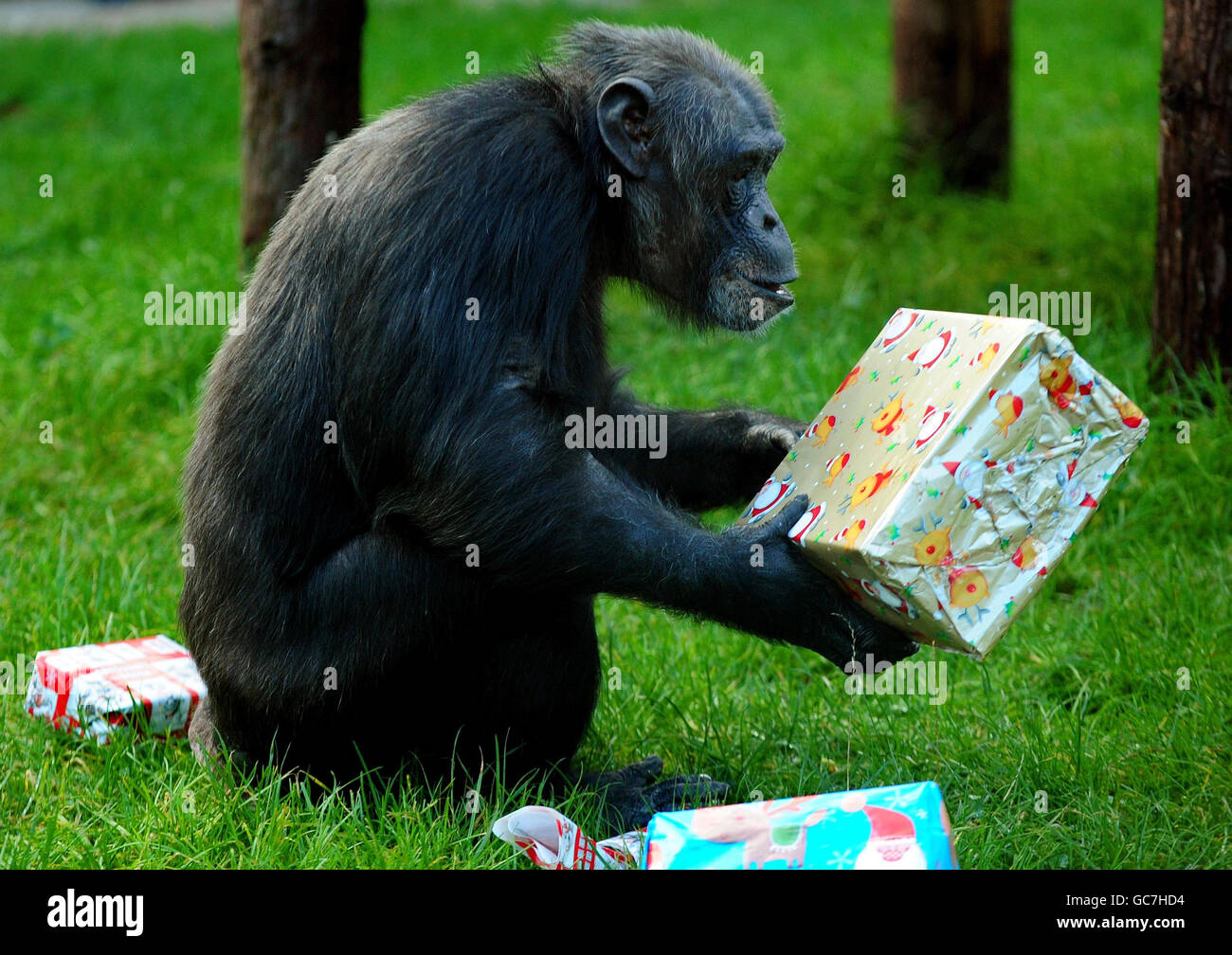 A chimpanzee with a Christmas present containing nuts and seeds, in an ...