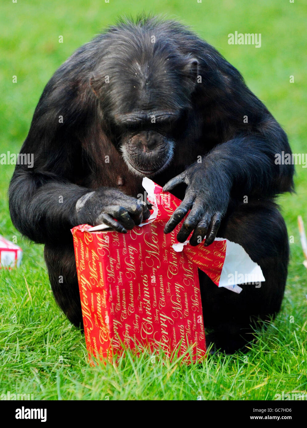 A chimpanzee opens a Christmas present containing nuts and seeds, in an ...