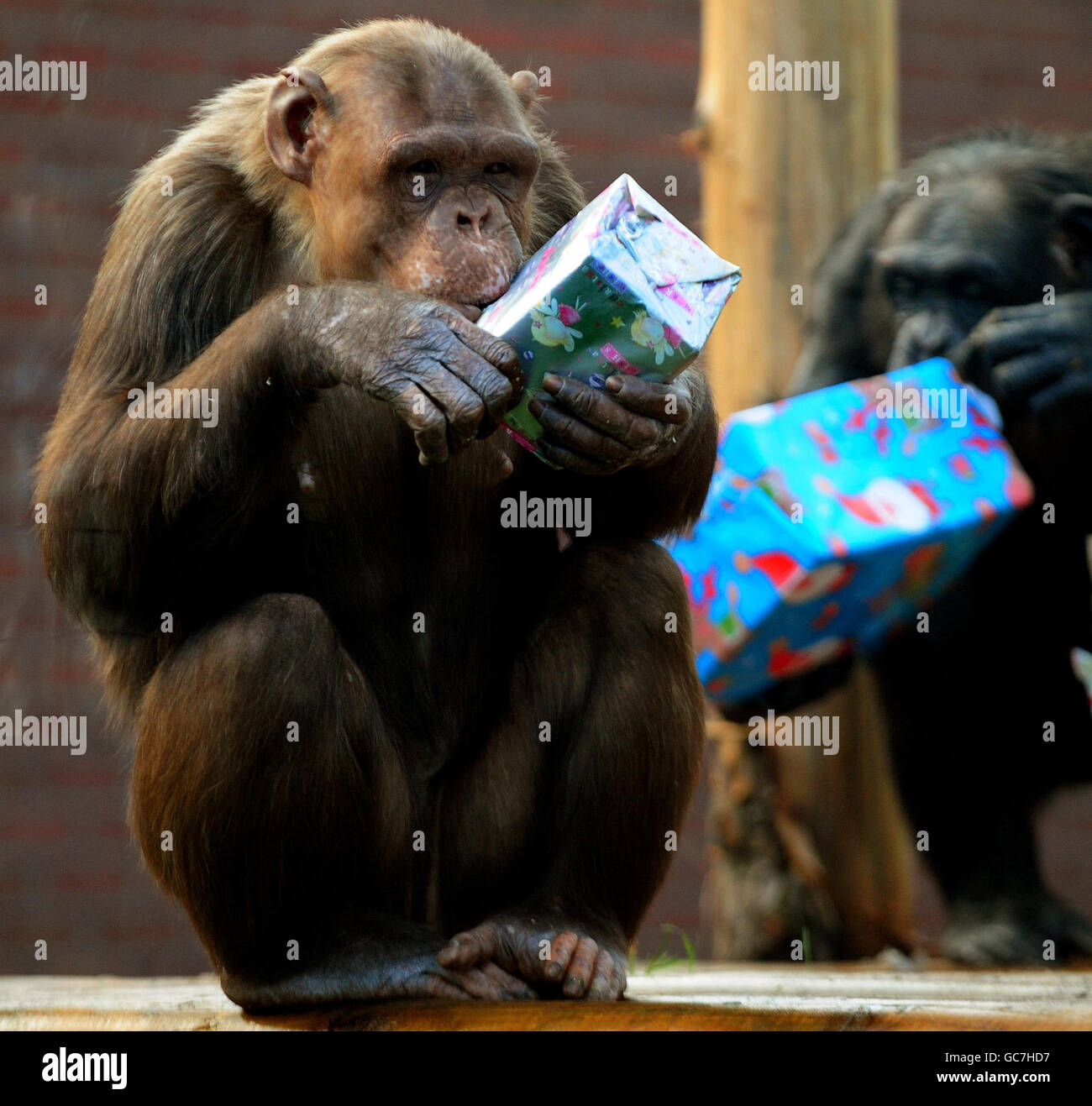 In enclosure twycross zoo hi-res stock photography and images - Alamy