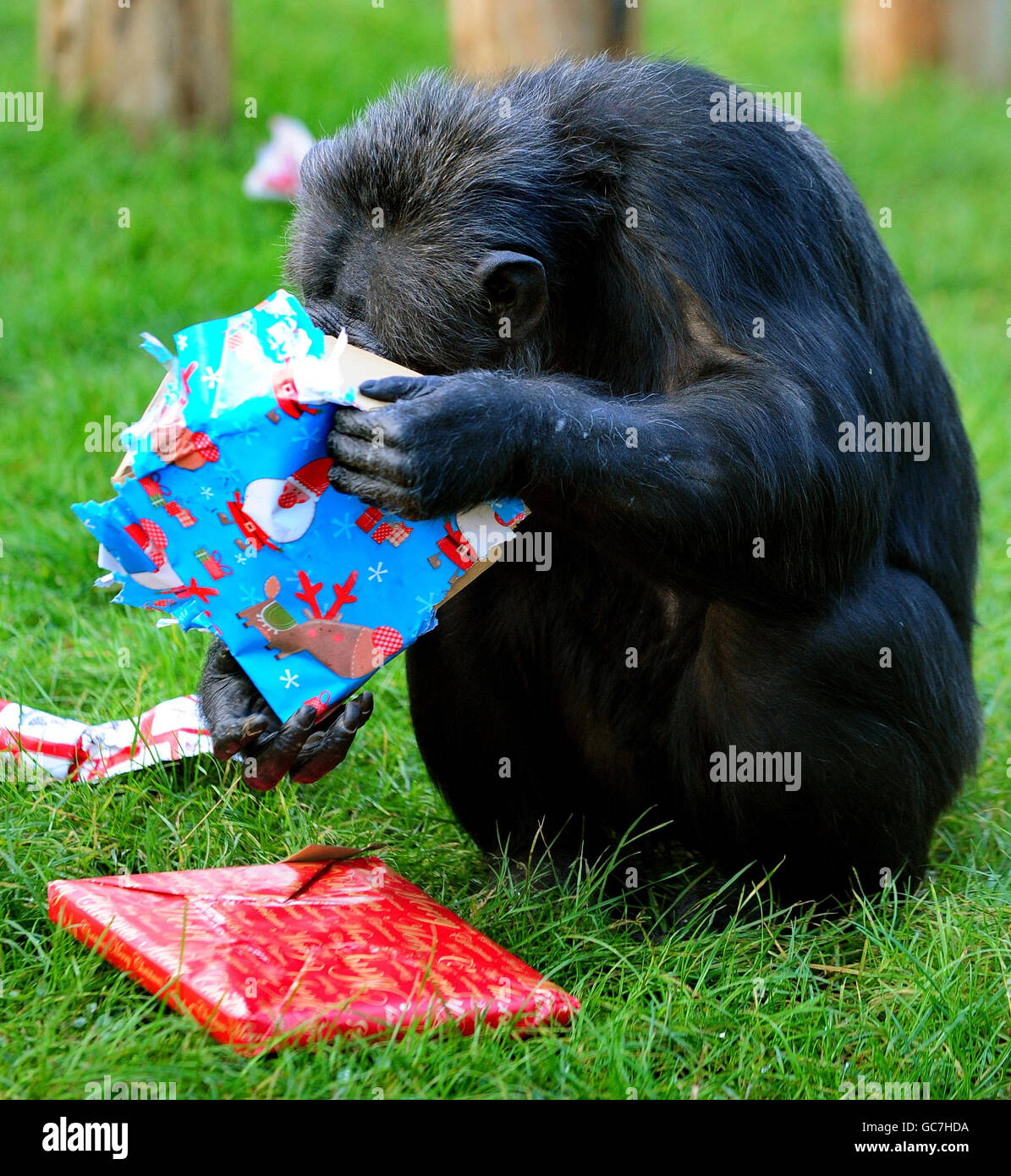 A chimpanzee looks inside a Christmas present containing nuts and seeds ...