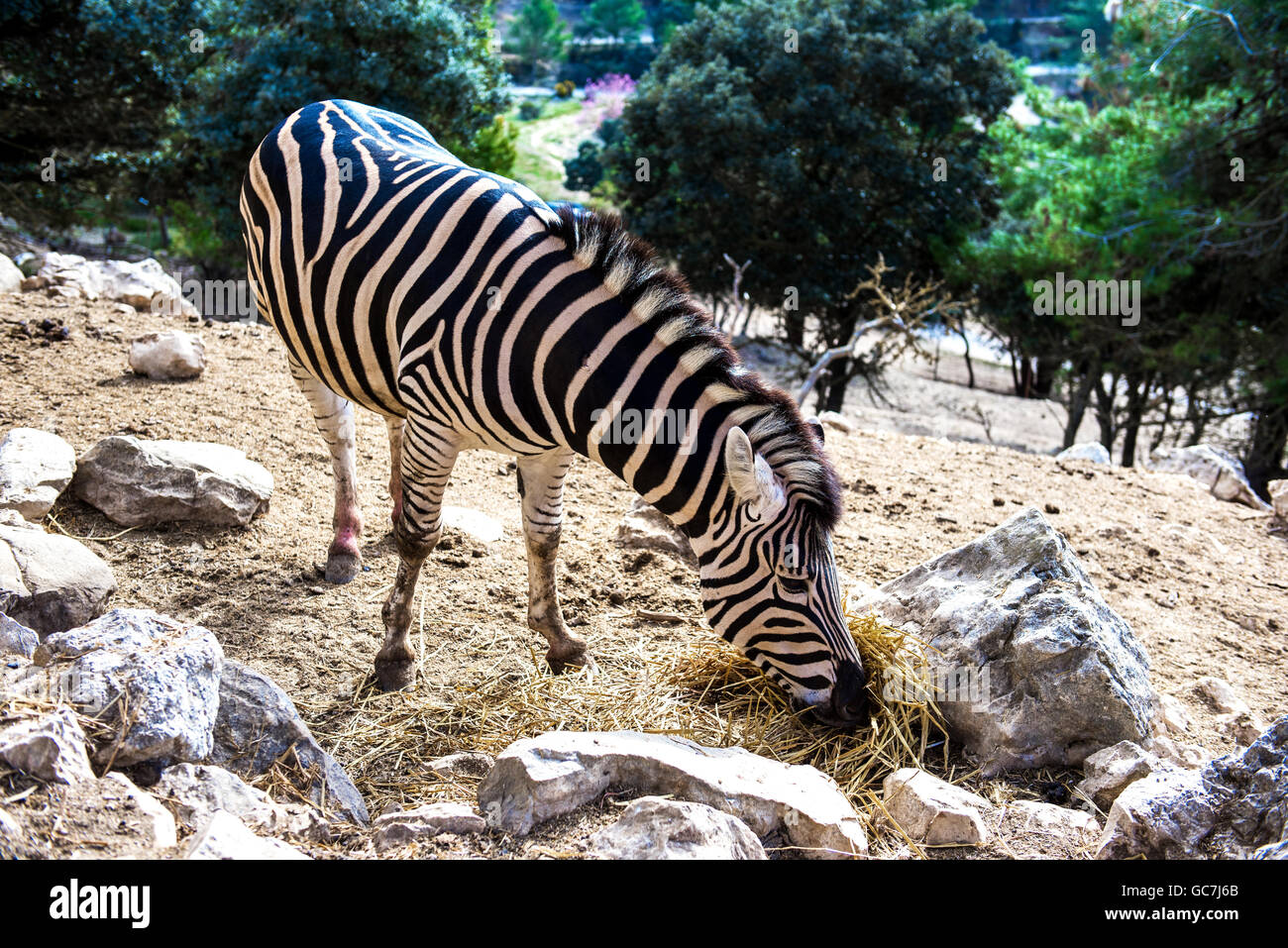 Zebra feeding dry grass outdoors Stock Photo - Alamy