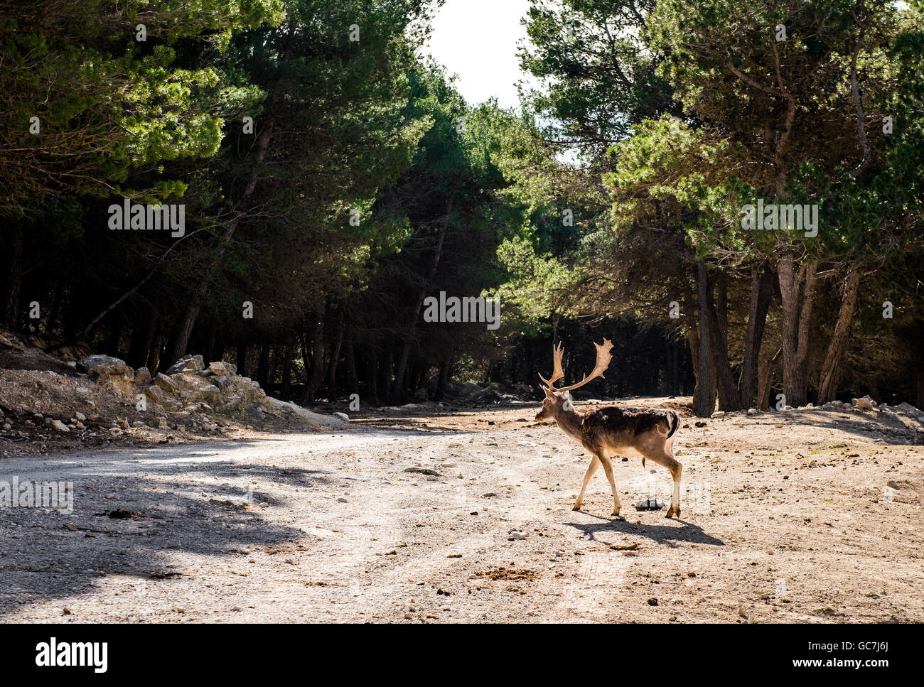 Deer outdoors. Safari park in Spain Stock Photo - Alamy