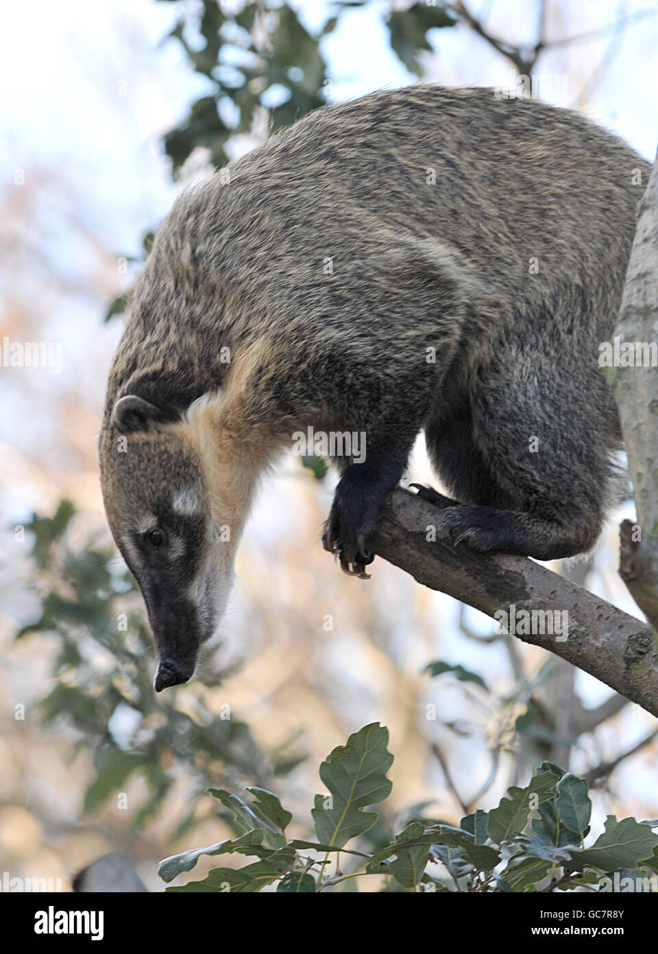 Ring tailed coati london zoo hi-res stock photography and images - Alamy