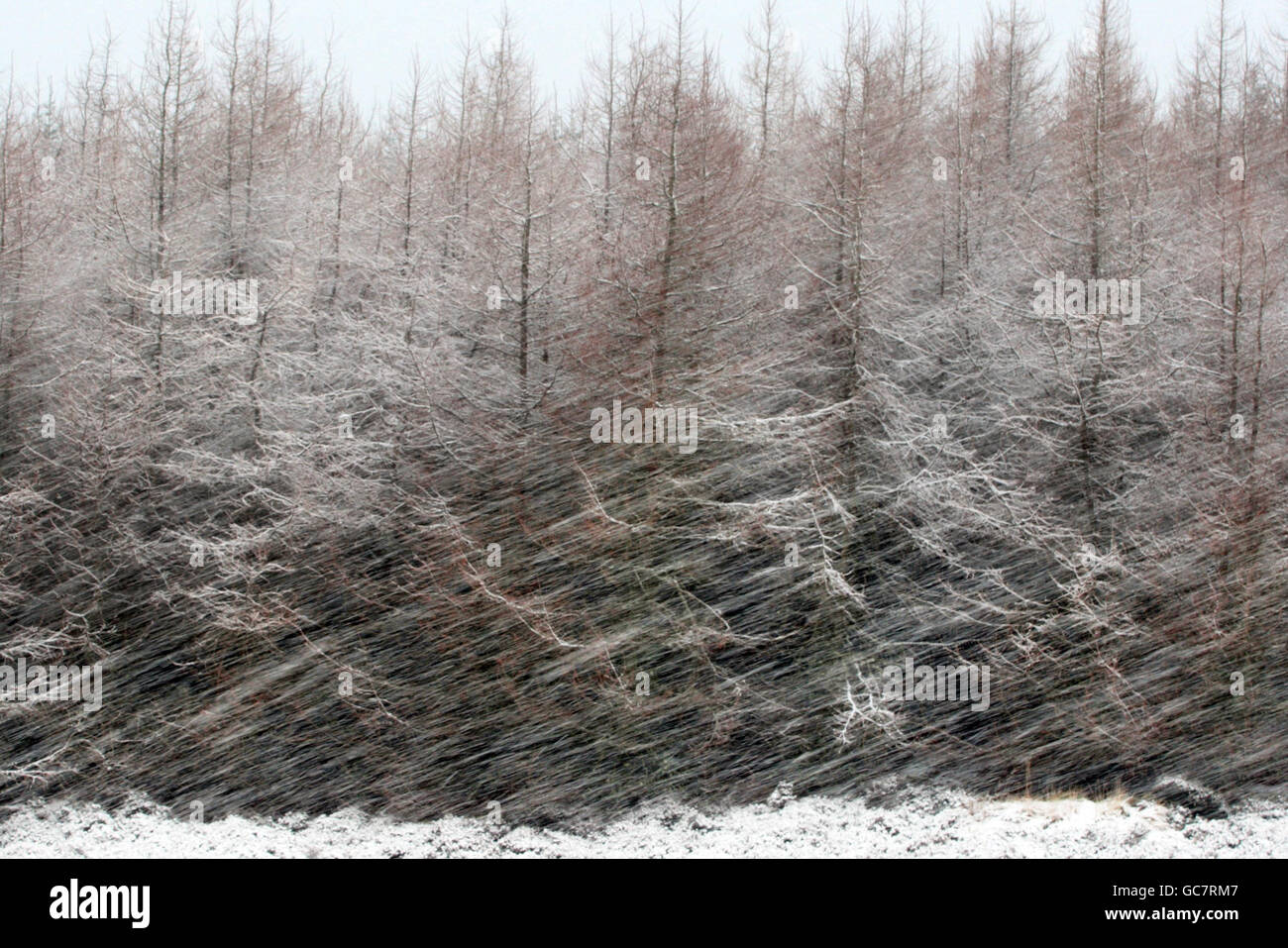 Winter weather. Snow falls in the Scottish Borders Stock Photo - Alamy