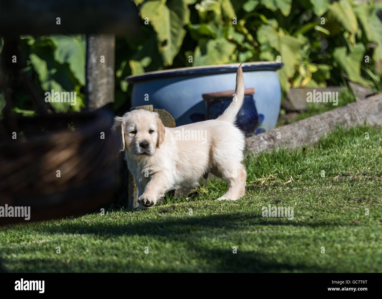 Pure breed golden retriever pups Stock Photo - Alamy