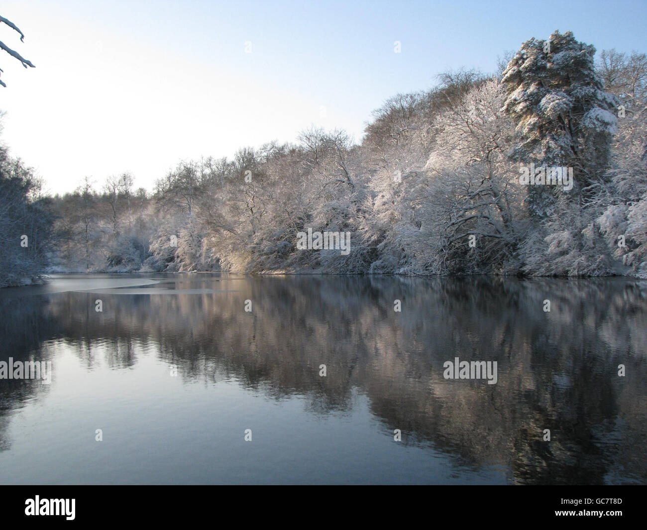 Heavy snow blankets trees in ashdown forest hi-res stock photography ...