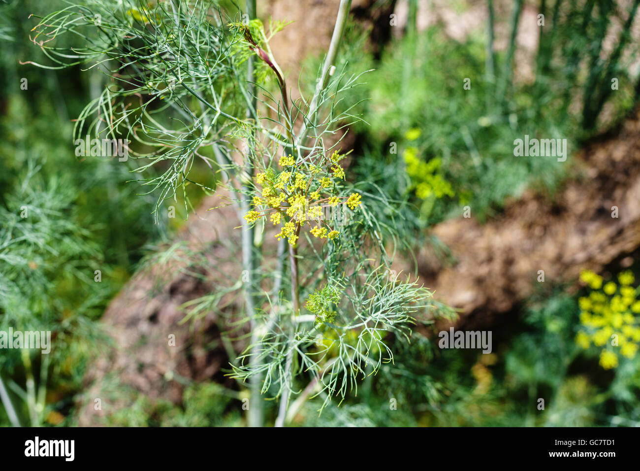 yellow flowers of dill herb close up in garden Stock Photo - Alamy