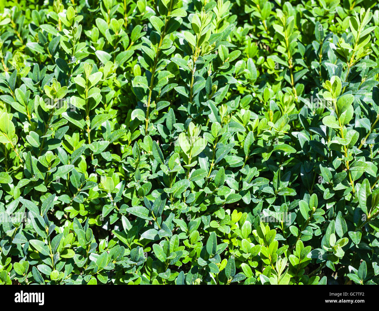 natural background - green leaves of boxtree in sunny summer day Stock ...